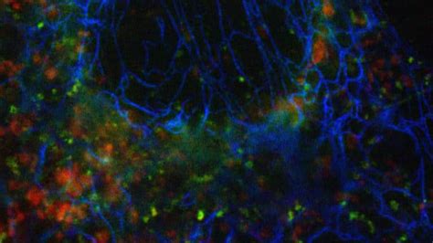 A Robust And Easy To Implement Multicolor Super Resolution Imaging