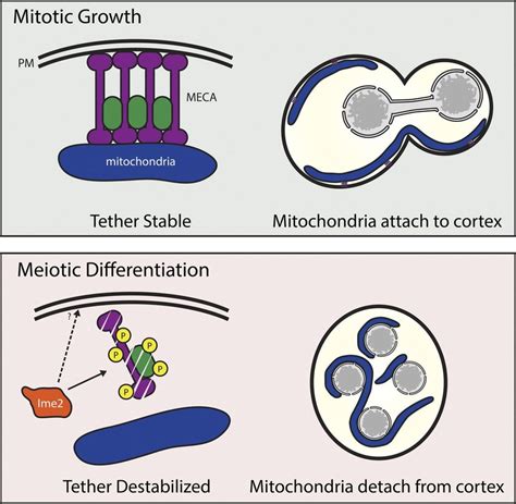Mitochondrial Inheritance In Mitosis And Meiosis In Mitosis