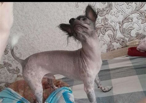 На срочном пристрое малыш Дёма Примерно 2 года Приучен к пеленке Ест натуралку Дома ничего