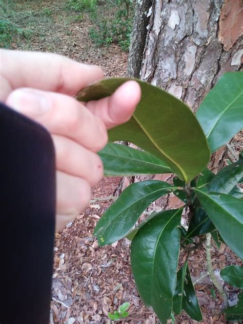 Tree Shrub Massive Leaves In The Plant Id Forum