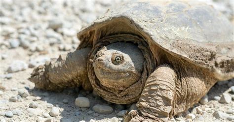 2026 Razorback Musk Turtle Care Guide All Turtles