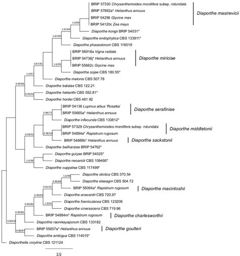 Phylogenetic Tree Based On The Combined Multilocus Its Tef And Bt