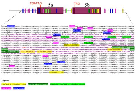 Putative Cis Acting Elements Of The Aeadsx Gene The Distribution Of