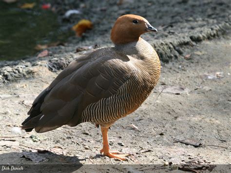 Chloephaga Rubidiceps Aves Fin Del Mundo Tierra Del Fuego