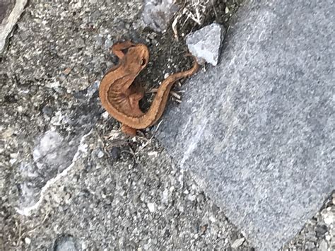 can somebody identify this scrolller