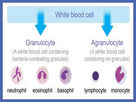 White Blood Cells And Immunity The Guyton And Hall Physiology Pptx