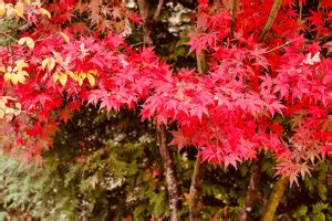 How To Plant A Red Maple Tree Step By Step Guide