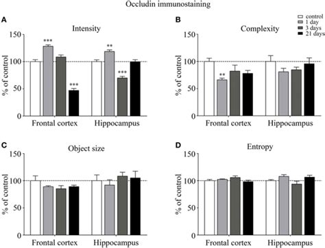 Analysis Of Occludin Immunofluorescence Pattern In The Frontal Cortex Download Scientific