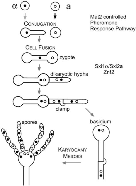 Bisexual Mating Of Cryptococcus Neoformans Under Mating Inducing Download Scientific Diagram