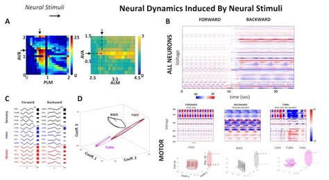 Simulated Neural Responses Of C Elegans Nervous System To External Download High Quality