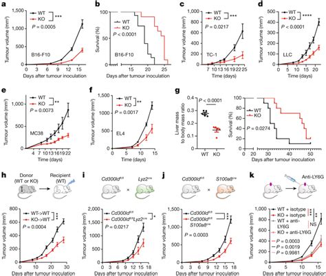 Knockout Of Cd300ld Inhibits Tumour Development In A Pmn Mdsc Dependent