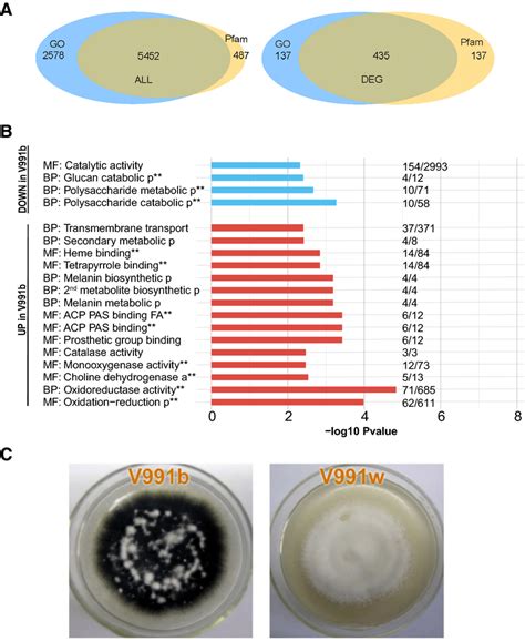 Functional Clustering Of Degs Using Pfam And Go Annotations A Venn