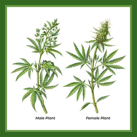 Omma Cannabis Is A Dioecious Plant Meaning There Are Male And Female