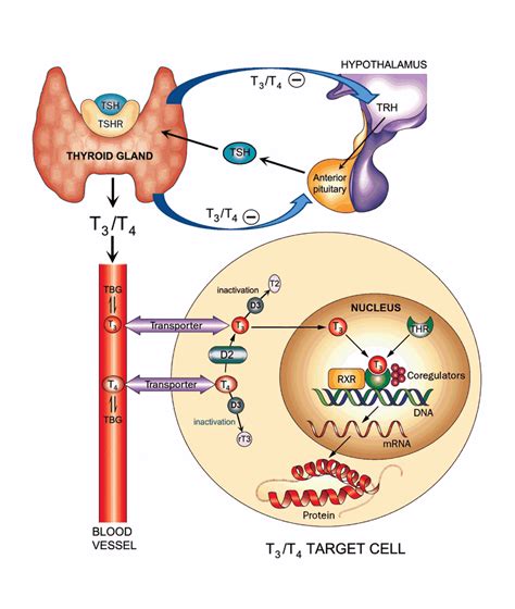 Thyroid Hormones Structure Secretions And Functions Thyroid Hormones Structure Secretions And Functions