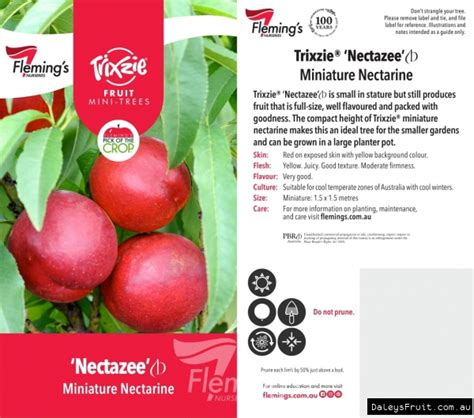 Buy Dwarf Nectarine Trixzie® Nectazee Tree Prunus Persica
