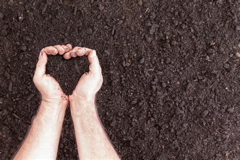 Cheap Ways To Make Soil More Acidic Frugal Gardening