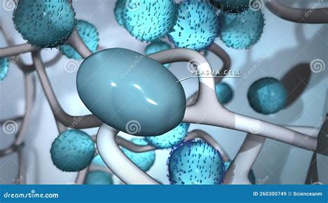 Secretion Of Plasma Cells In The Lymph Node Stock Illustration Illustration Of Body Reticular