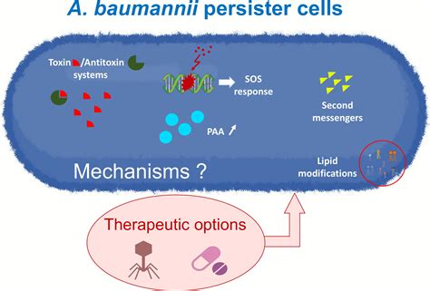 Antibiotic Persister Cells In Acinetobacter Baumannii Overview Of