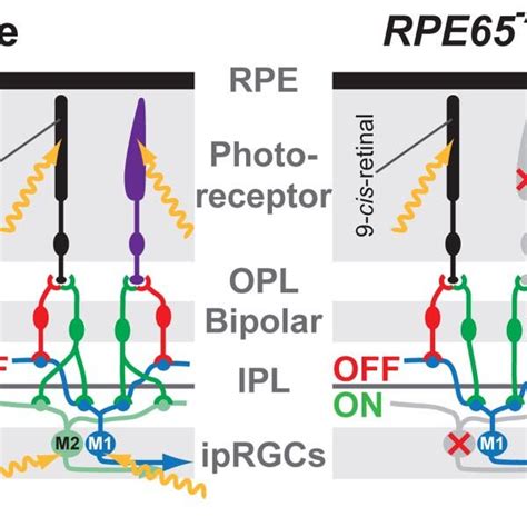 Diagram Of Light Input And Signaling In Wild Type And Rpe65 Opn4 Download Scientific Diagram