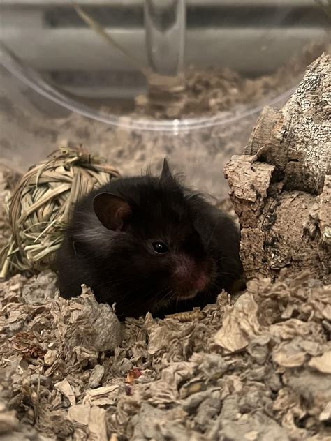 Female Syrian Rhamsters
