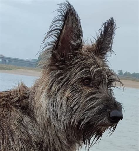 Honden Training Patrick Driessen