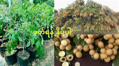 တစ်ဧက စိုက်ထားရင် တစ်နှစ် ဝင်ငွေ သိန်း ၆၀ ရနိုင်တဲ့ လေချူသီးပင် စိုက်ပျိုးနည်း