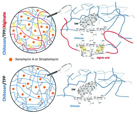 Graphical View Of The Alg Coated Chitosan Tpp And Chitosan Tpp