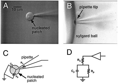 Figure 1 From Direct Measurement Of Specific Membrane Capacitance In Neurons Semantic Scholar