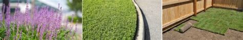 Types Of Grass You Can Find In Home Gardens