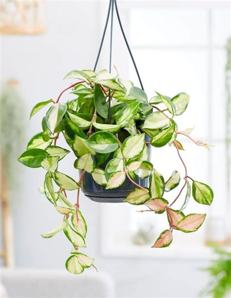 Hoya Carnosa Tricolor Plant World London