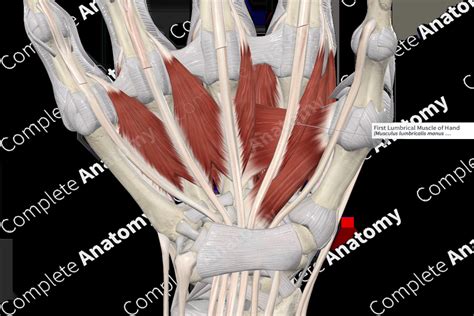 First Lumbrical Muscle Of Hand Complete Anatomy