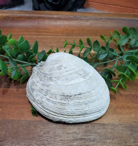 Large Clam Shell Fossil From Rucks Pit Fl Fort Drum Crystal Mine Etsy