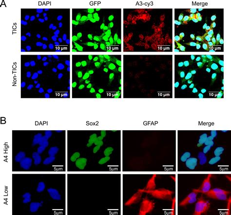 Aptamer Identification Of Brain Tumor Initiating Cells Abstract Europe Pmc