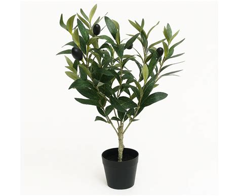 დეკორატიული ზეთის ხილის ხე ქოთანში