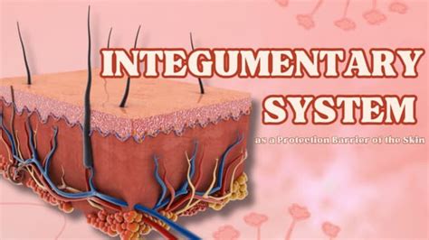 Integumentary System A Topic To Be Discussed Pptx