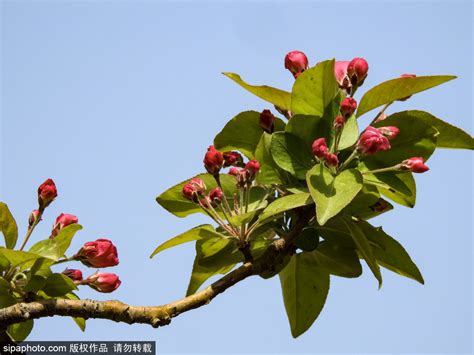 台湖公园盛开在绿叶之中海棠花