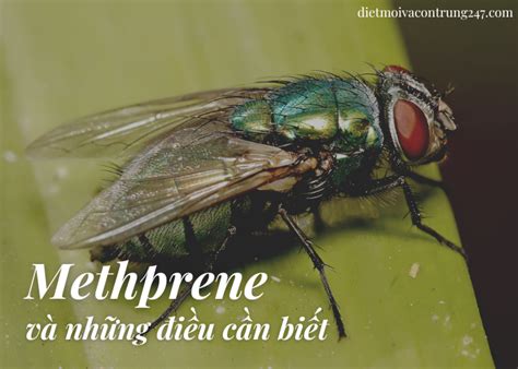 Methoprene Và Những điều Cần Biết