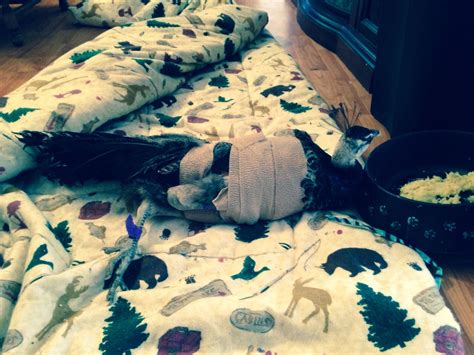 Slipped Tendon That Turned To Twisted Tibiamy Treatment Backyard Slipped Tendon That Turned To Twisted Tibiamy Treatment Backyard