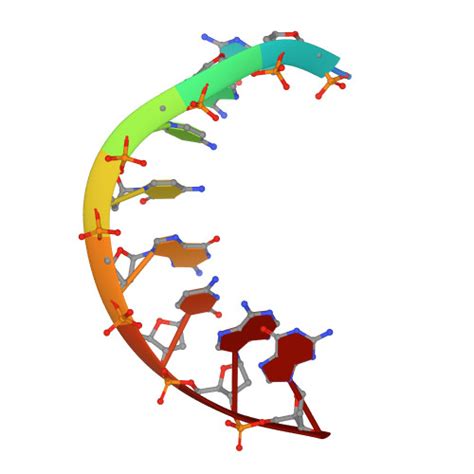 rcsb pdb 1xjx the crystal structures of the dna binding sites of the