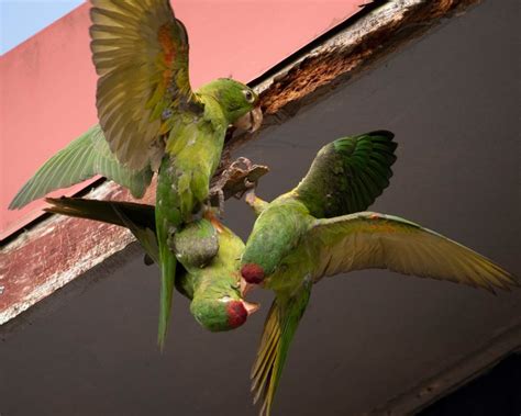 Que Comen Los Pericos Youtube