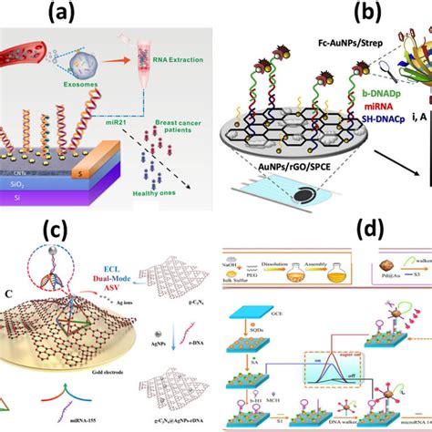 Schematic Representation Of A Ultrasensitive Detection Of Exosomal