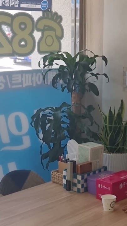 사무실에 들어온 참새 Youtube