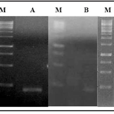 Figure Resultsof PCR at annealing temperature A ºC bp B Download Scientific