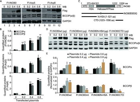 Chromatin Remodeling Activity Of The Ino80yy1 Complex Might Be