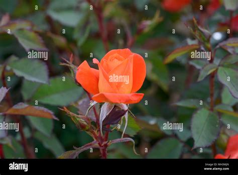 Rose Super Trouper Stock Photo - Alamy