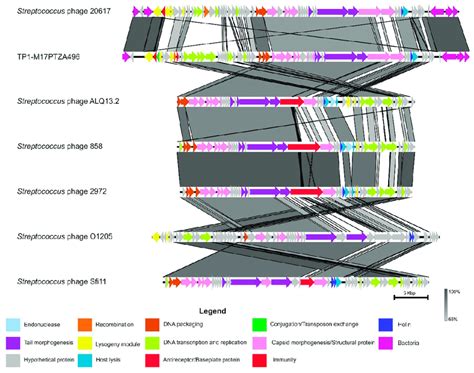 Sequence Alignment Among The Streptococcus Phage 20617 Tp1 M17ptza496