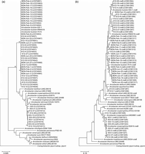 Phylogenetic Analysis Of 47 Arcobacter Spp Isolates Based On Partial