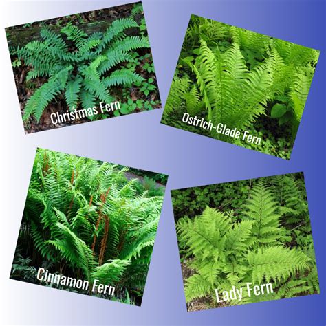 Types Of Ferns And Their Names