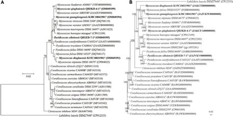Comparative Genomics Of Myxococcus And Pyxidicoccus Including The Description Of Four Novel