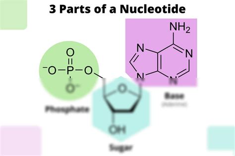 SOLUTION Parts Of Nucleotide Studypool